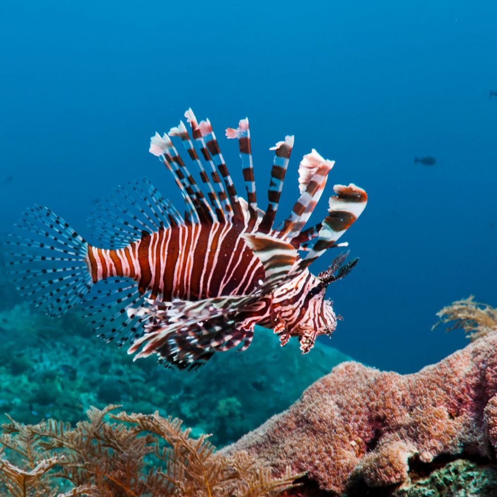 Home - National Fisheries Authority