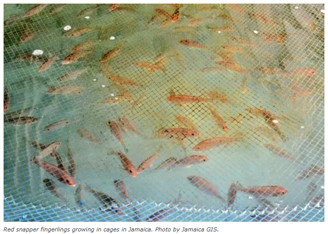 Jamaica Fish Imports: How Caged Farming Cuts Costs - National Fisheries ...