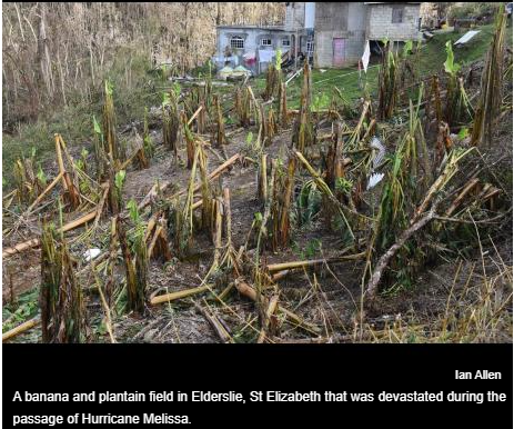 Hurricane Melissa Damage Reporting Hotlines - National Fisheries Authority